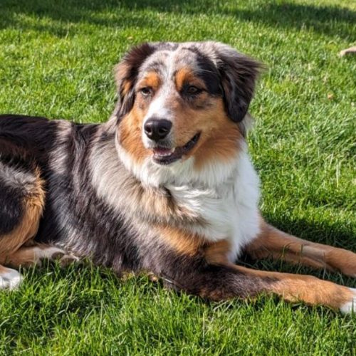 AMDs Explained - Dry Canyon Pups